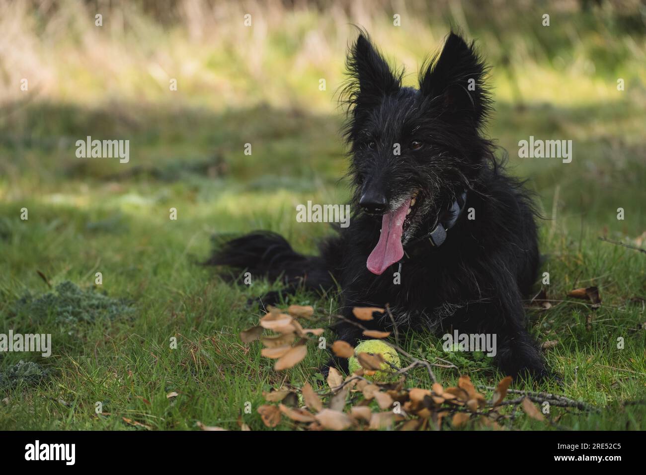 Beautiful full body portrait of a male black dog resting with a ball ...