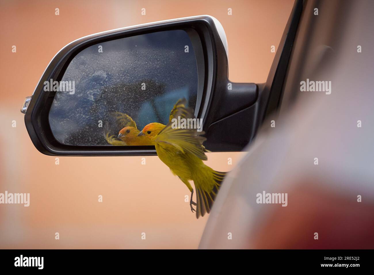 A canary bird is seen bumping into a car's side mirror while ...
