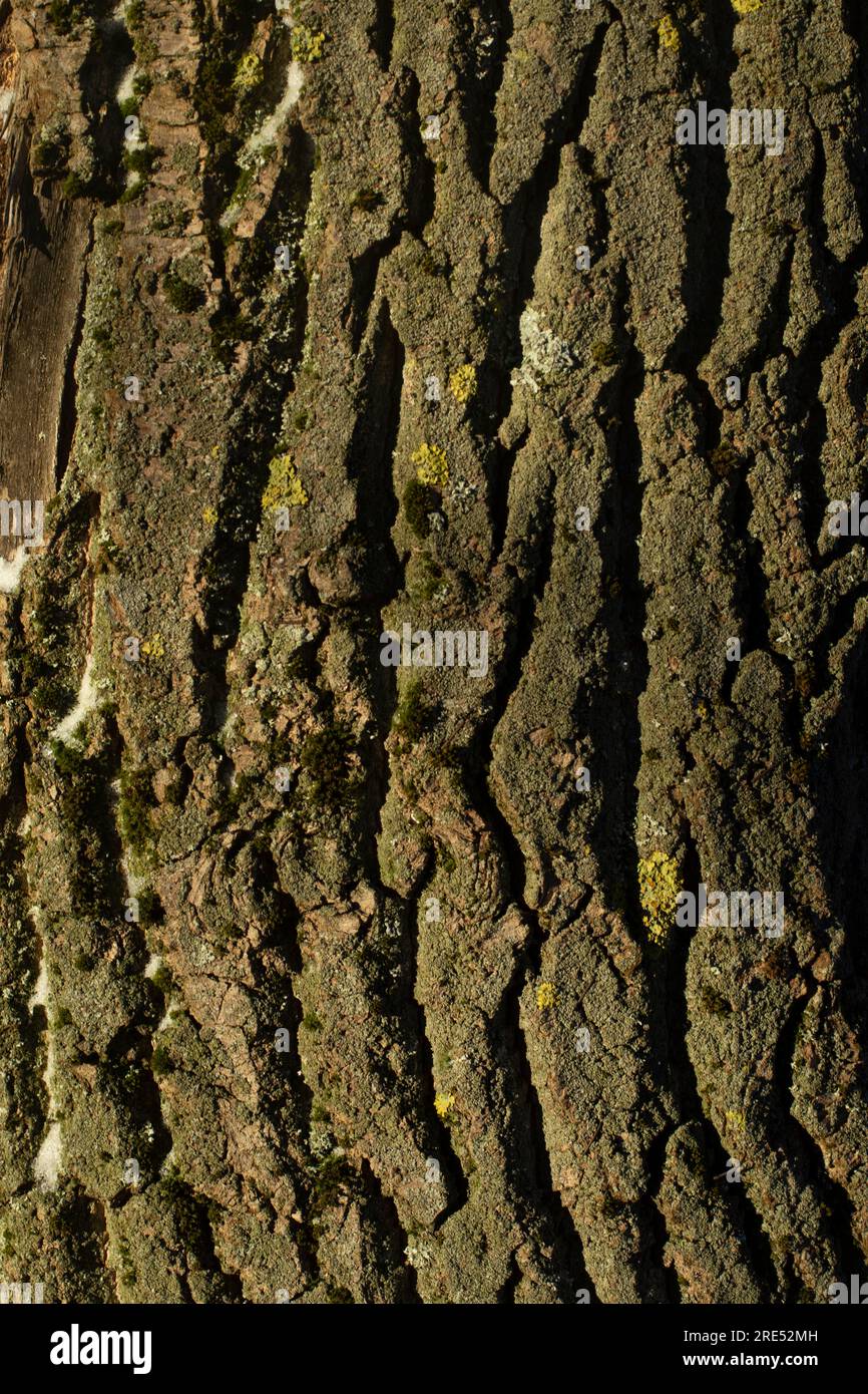 Tree bark. Tree trunk parts. Texture of bark. Details of nature Stock ...