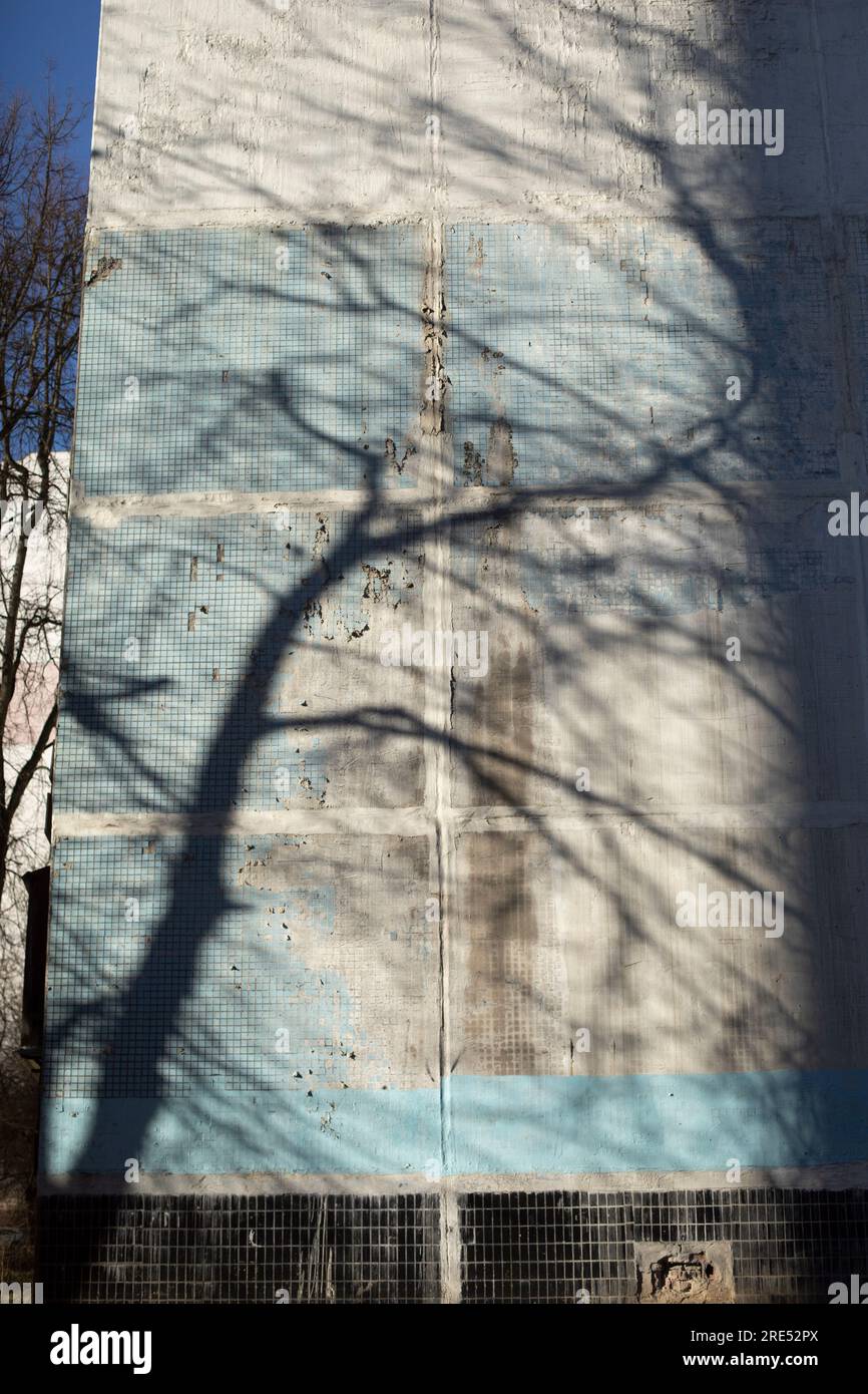 Shadow of tree on building. Sun shadow on wall. Silhouette of large ...