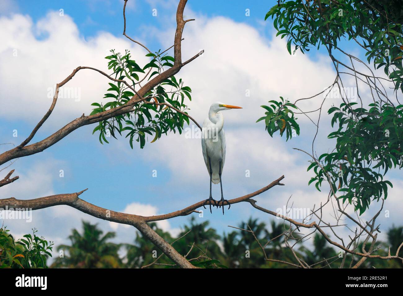 Birds of kerala hi-res stock photography and images - Alamy