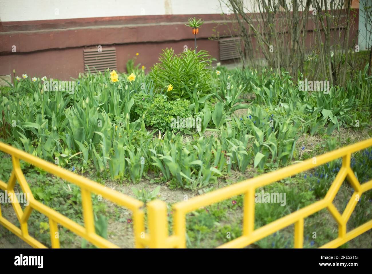 Green area in yard. Plants in garden. Planted plants in ground ...