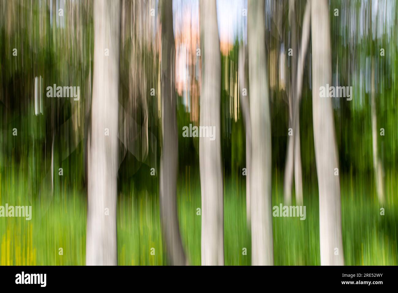 Abstract photo, trees in autumn, Tree Abstract With Movement Stock ...