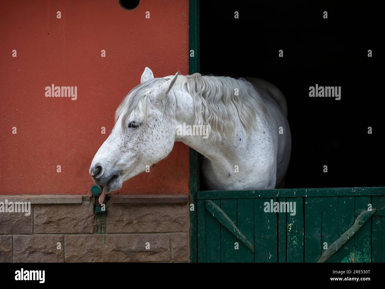 Horse stall with horse poking head out Stock Photo - Alamy