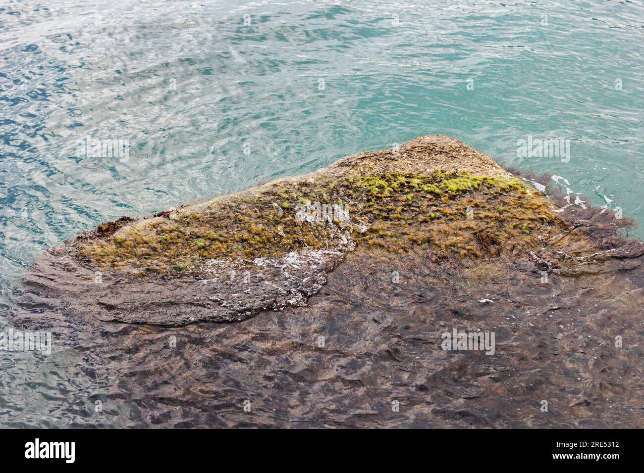 Real big concrete slab in sea in algae at summer day Stock Photo - Alamy