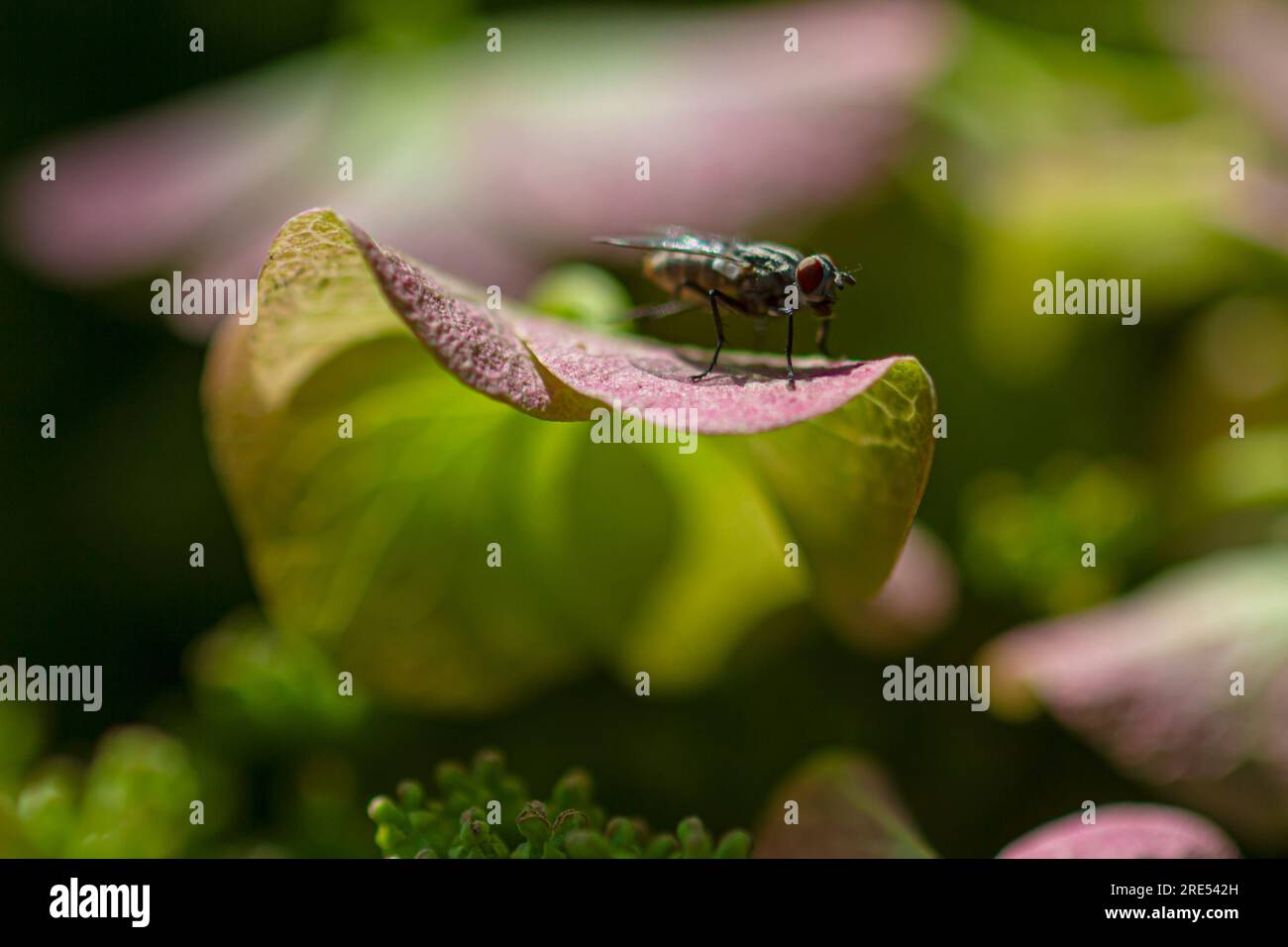 Insect color patterns hi-res stock photography and images - Alamy