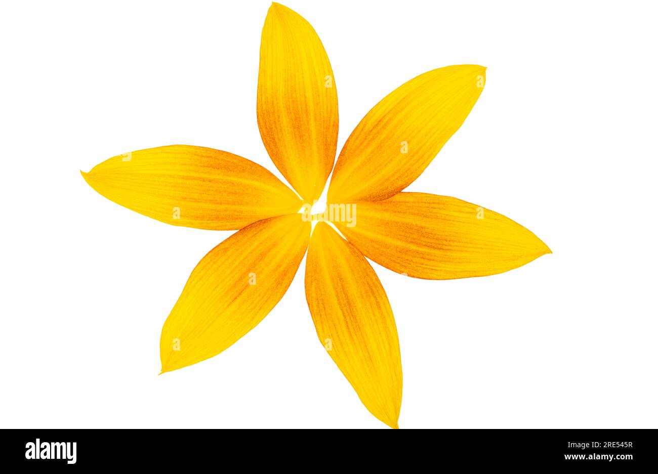 sunflower petals isolated on white background Stock Photo - Alamy