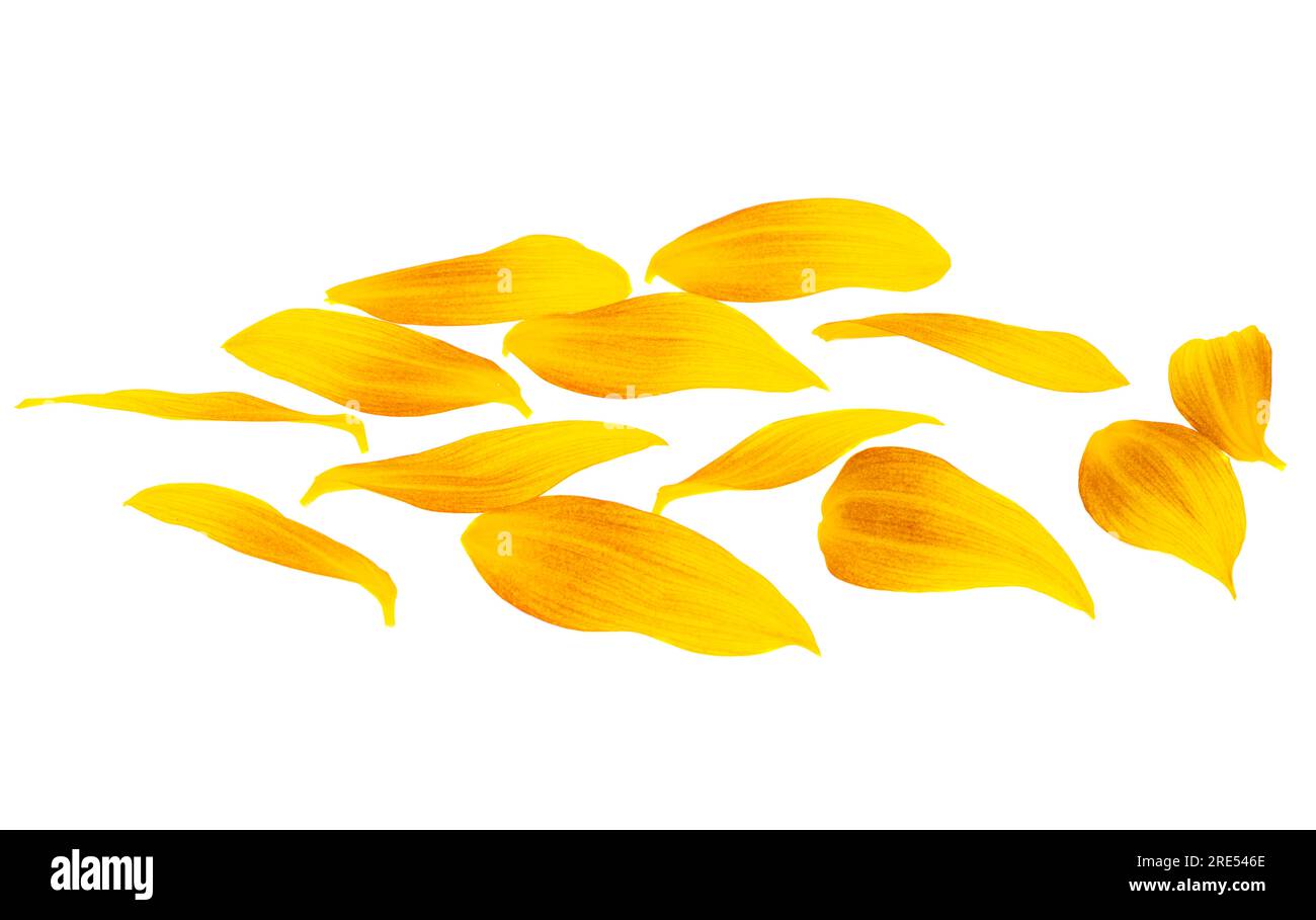 sunflower petals isolated on white background Stock Photo - Alamy