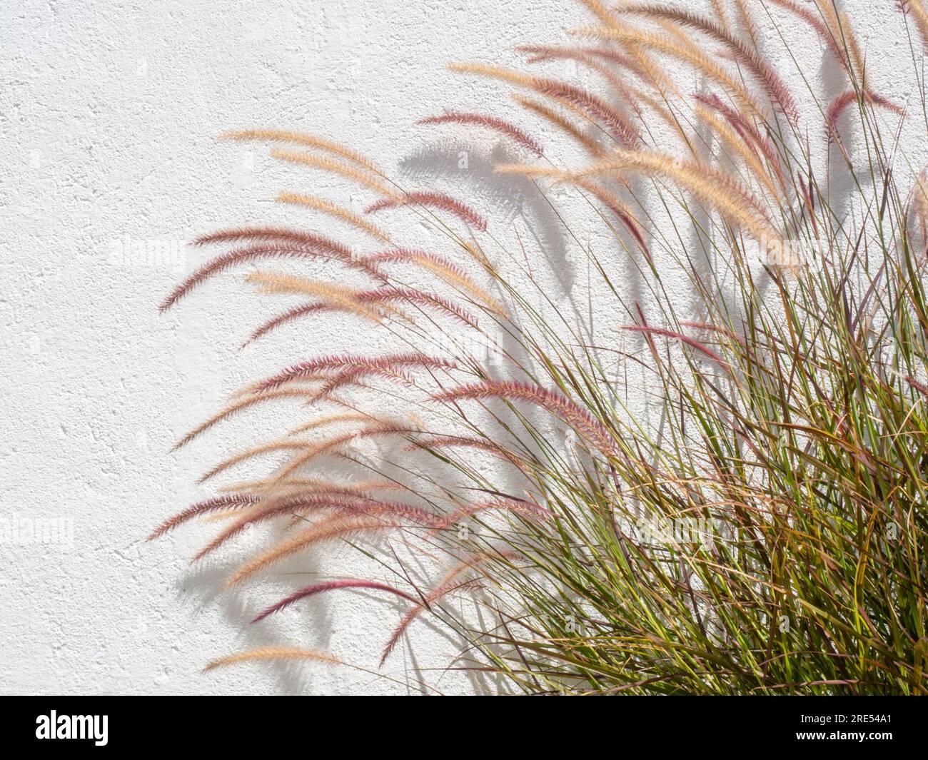 View of ears and their shadows against white texture wall background ...