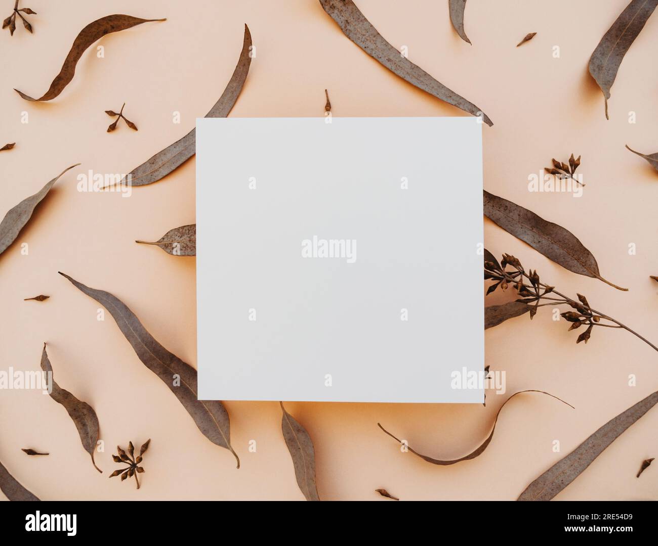 White blank paper square card mockup and dry eucalyptus leaves on beige ...