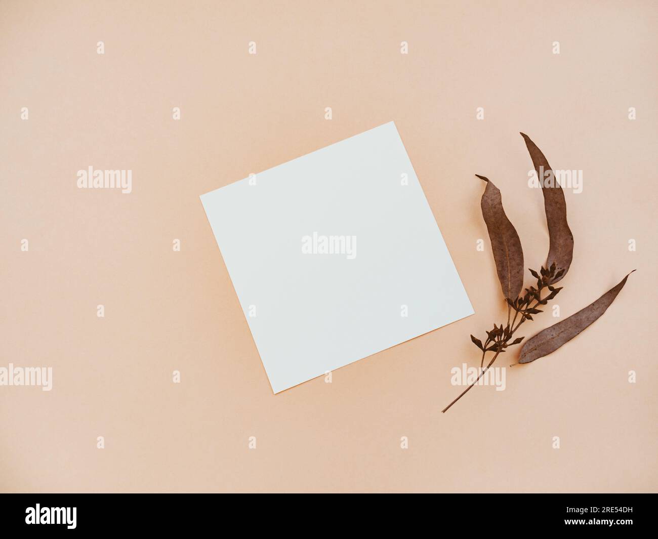 White blank paper square card mockup and dry eucalyptus leaves on beige ...
