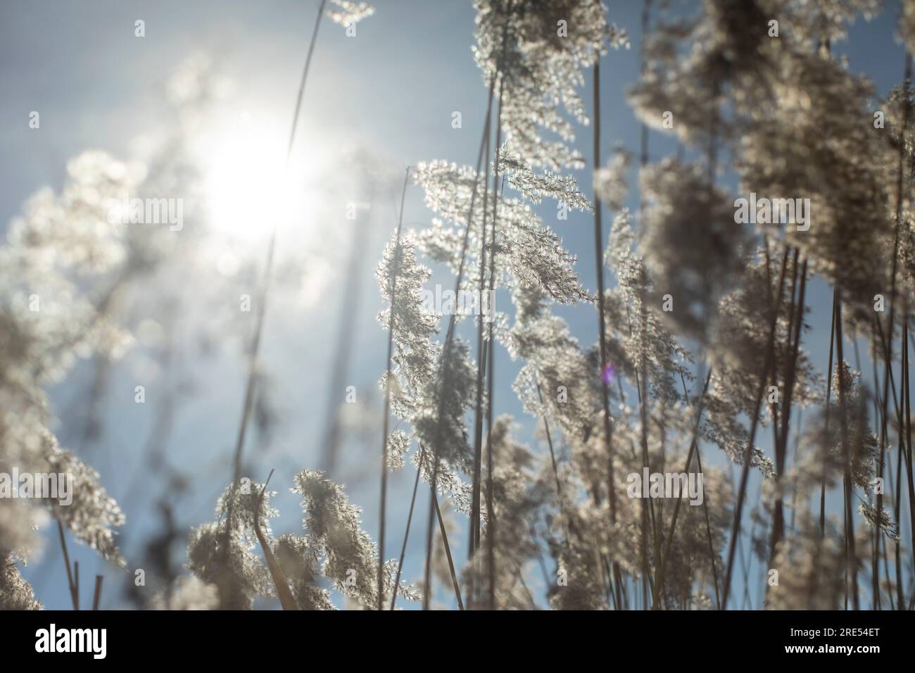 Dry grass. Dry plant. Details of nature. Background of herb. Marsh ...
