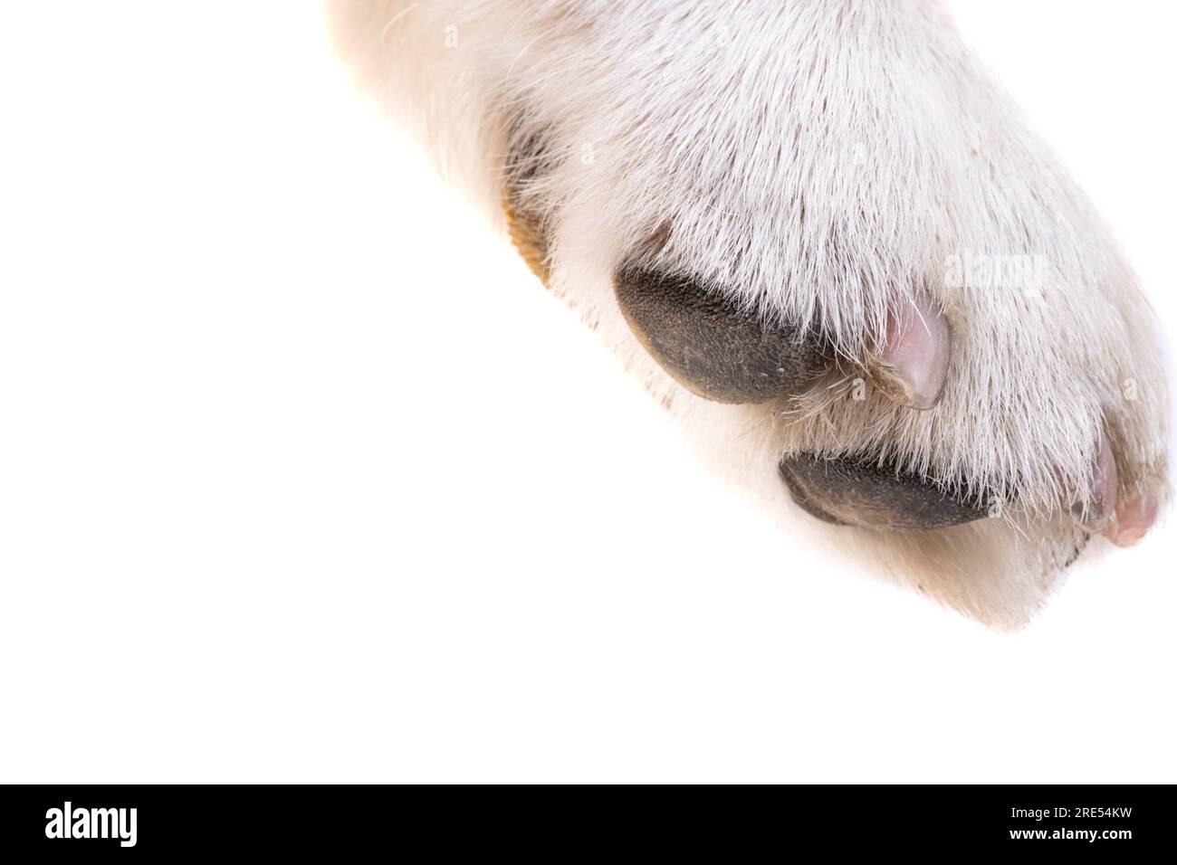 dog paw isolated on white background Stock Photo - Alamy