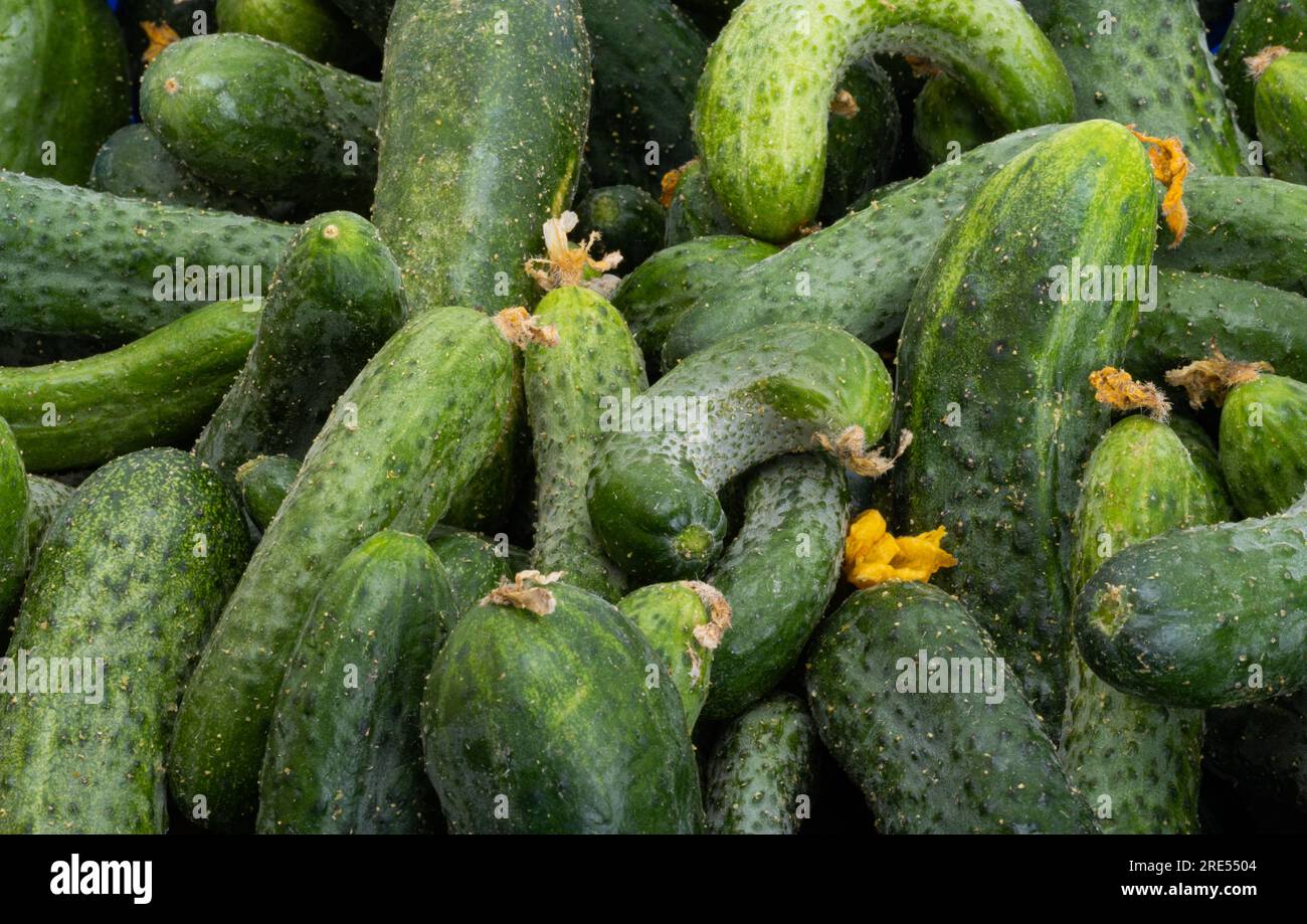 Cucumbers close up hi-res stock photography and images - Alamy