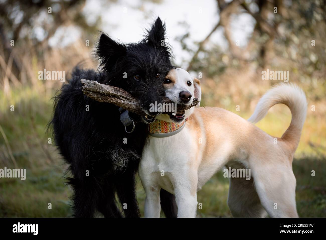 Beautiful face portrait of two crossbred dogs playing with a stick Stock Photo - Alamy