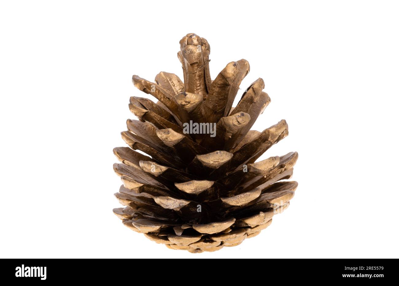 fir cone isolated on white background Stock Photo - Alamy