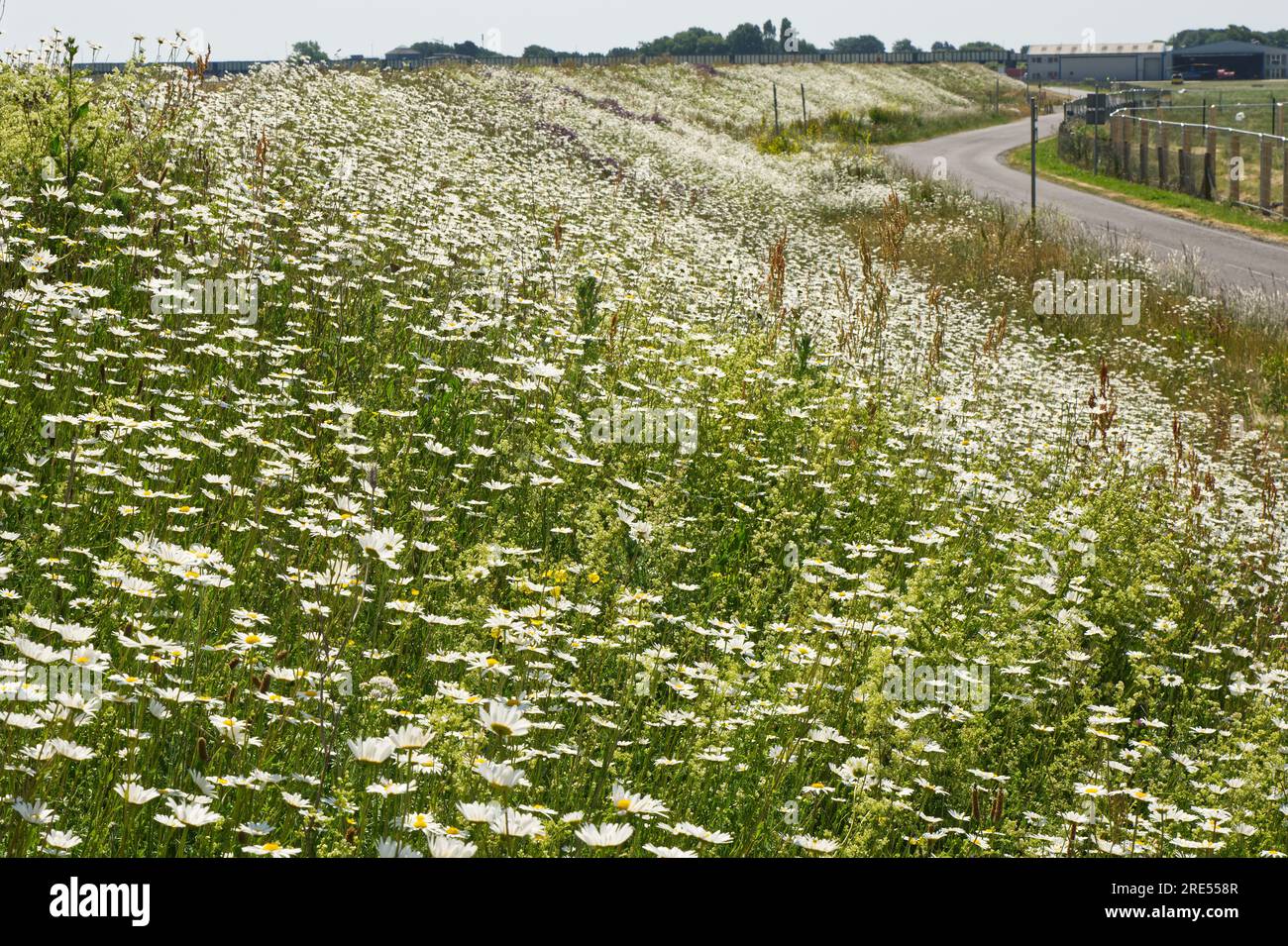 Ox-eye Daisies (Leucanthemum vulgare) wildflowers growing on river bank ...