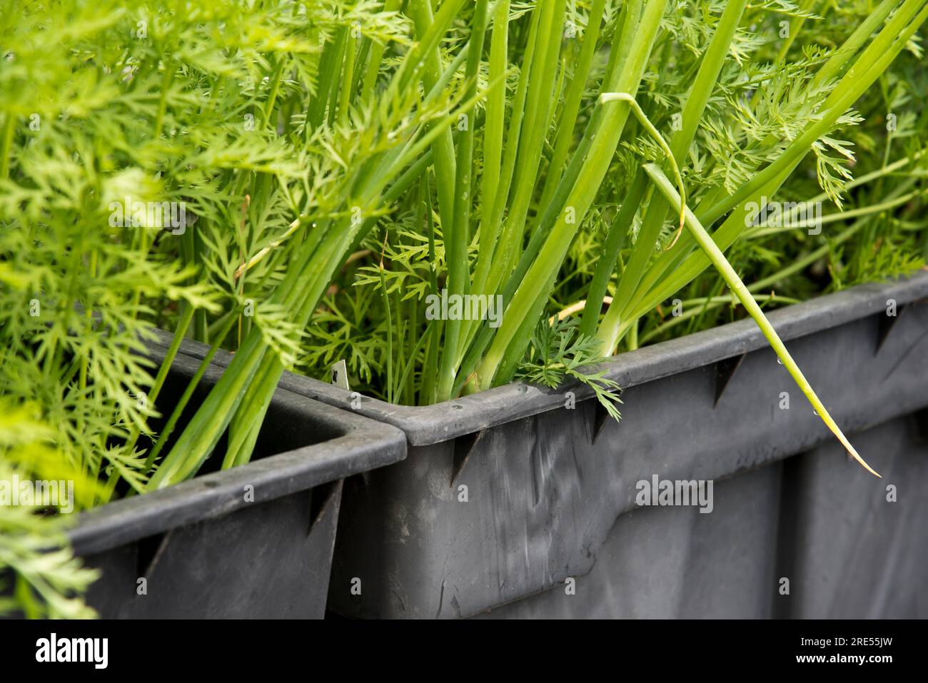 Container grown carrots and spring onions growing as companion plants ...