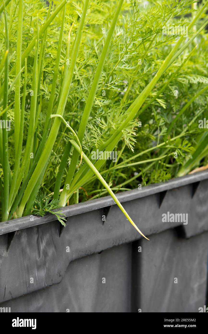 Container grown carrots and spring onions growing as companion plants ...