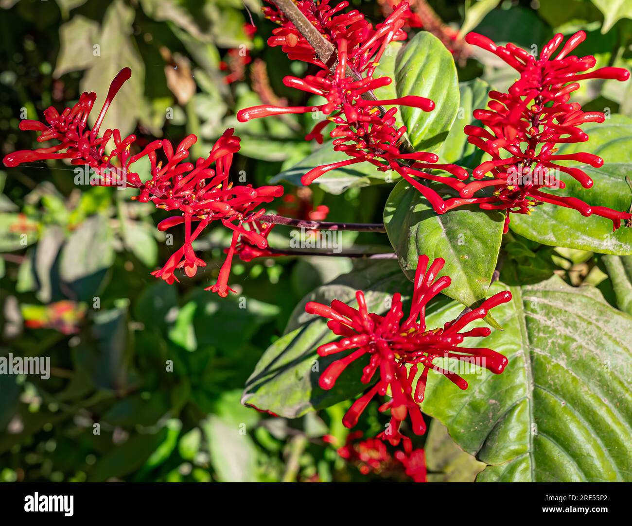 red flowers of an Odontonema tubaeforme or Firespike shrub Stock Photo ...