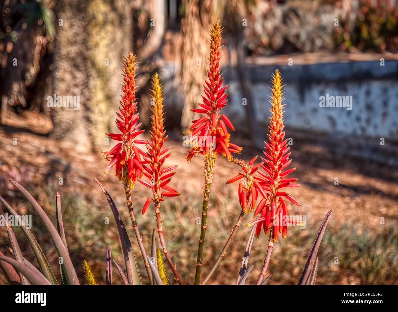Short-leaved aloe (Aloe brevifolia). Also known as Kleinaalwyn Stock ...
