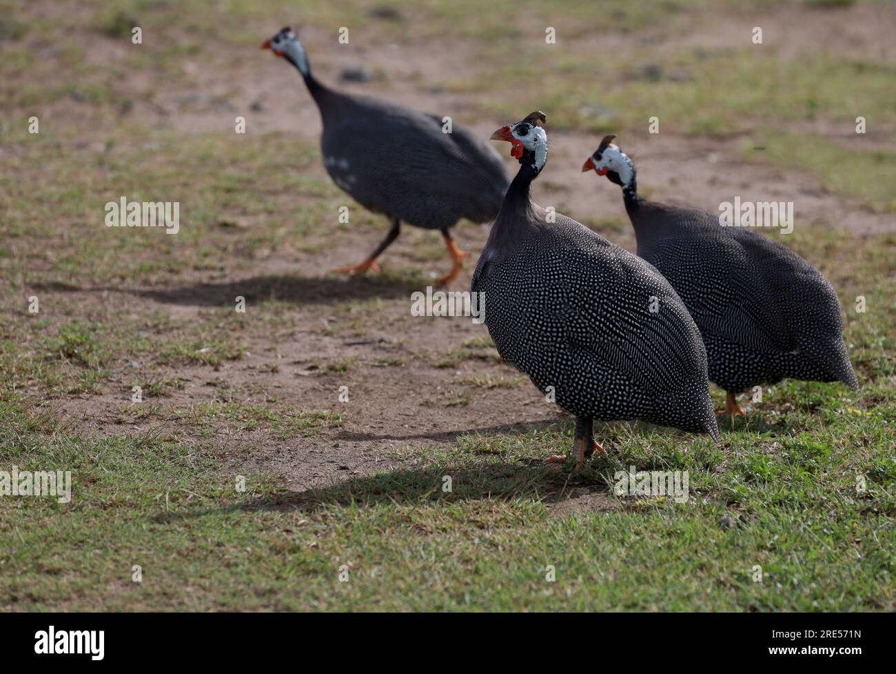 salvador, bahia, brazil - july 23, 2023: guinea fowl bird - Numida ...