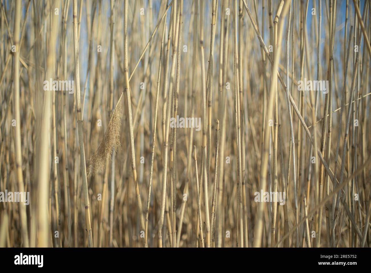 Dry grass. Dry plant. Details of nature. Background of herb. Marsh ...