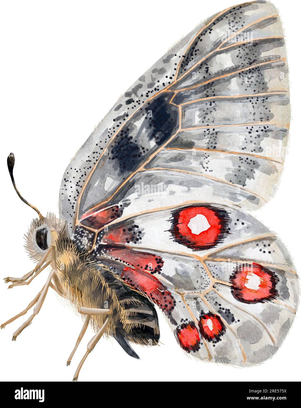 Apollo butterfly living in mountainous areas, isolated on white ...