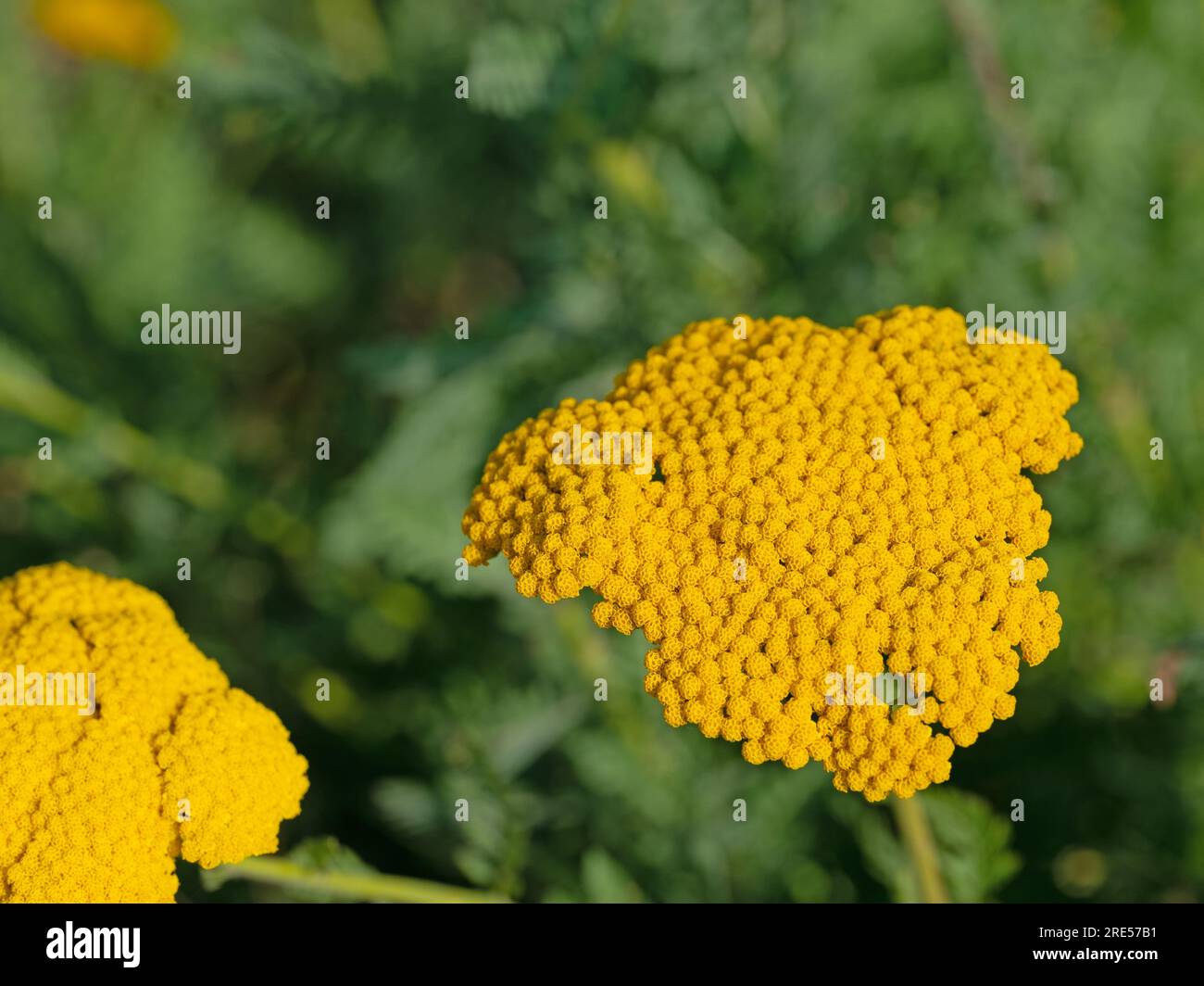 Flowering yellow yarrow, Achillea filipendulina, close-up Stock Photo ...