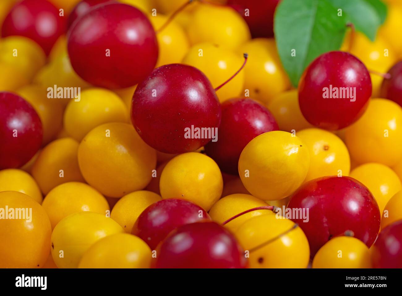 Yellow and red cherry plums, Prunus cerasifera Stock Photo - Alamy