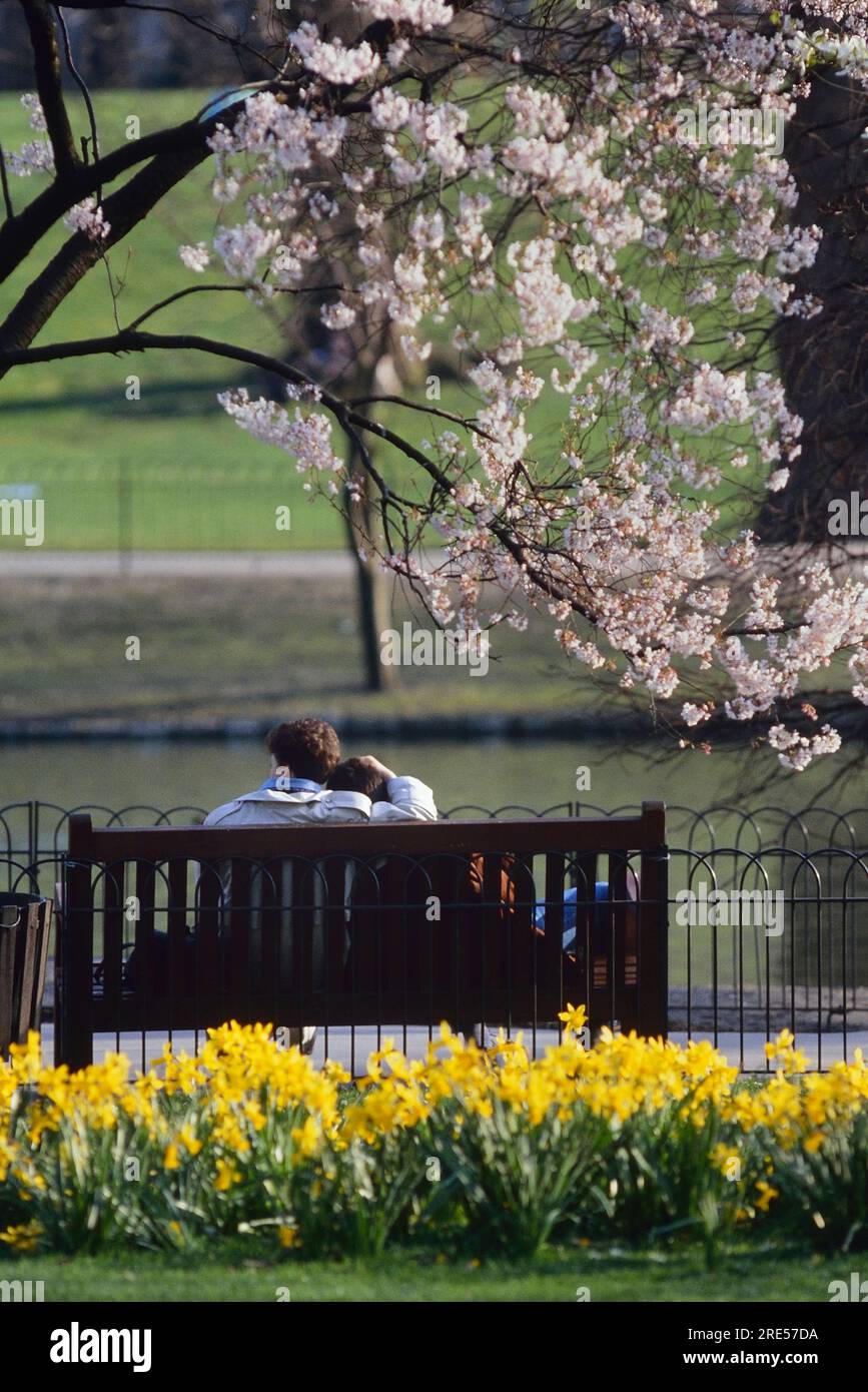Rear view of a couple cuddling on a park bench with Daffodils and ...