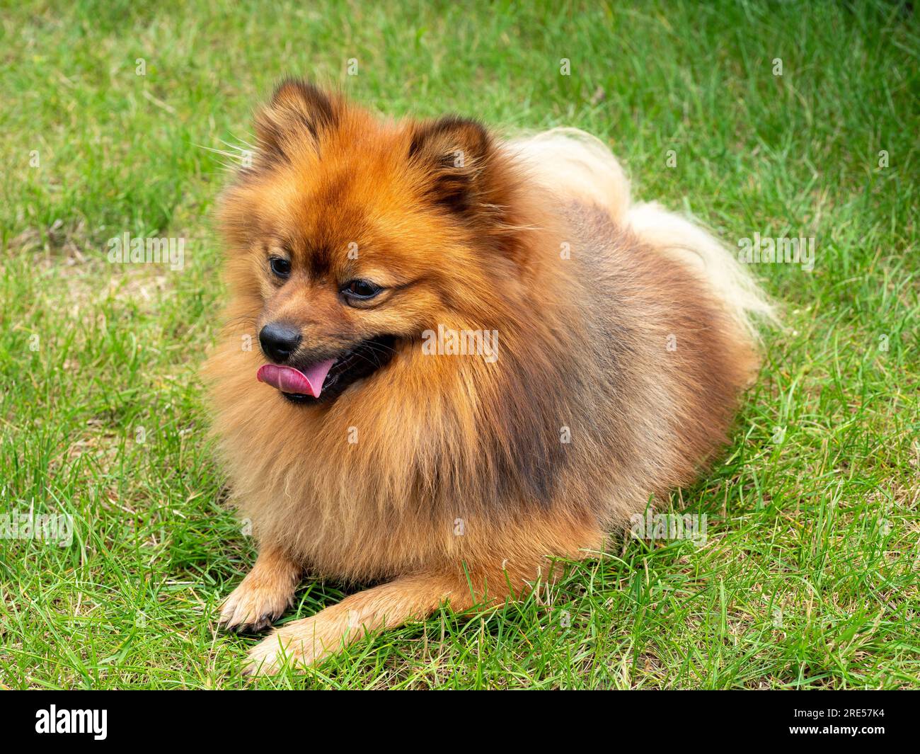 Portrait of a red spitz dog. Spitz on green grass Stock Photo - Alamy