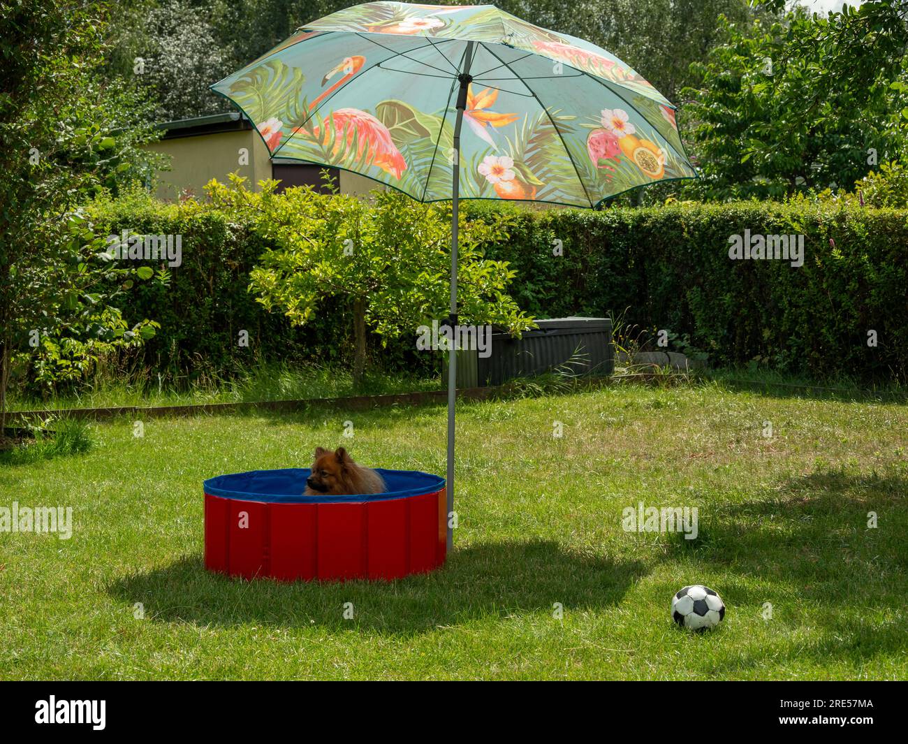 Dog in the dog pool on the green lawn. Spitz dog in the pool Stock ...