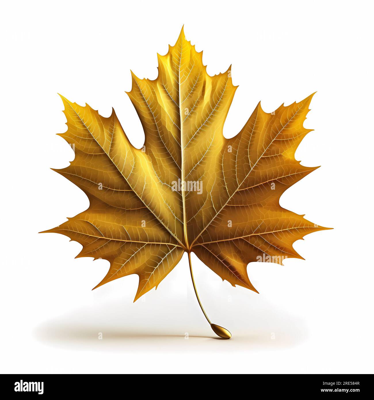 Beautiful natural maple leaf isolated on white background. Nature brush ...