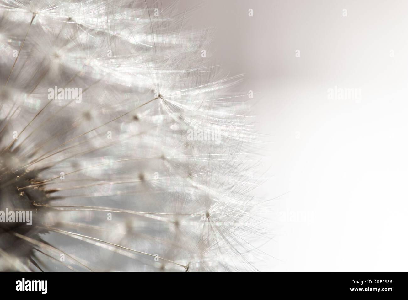 Dandelion macro background. Naturalistic background with dandelion ...
