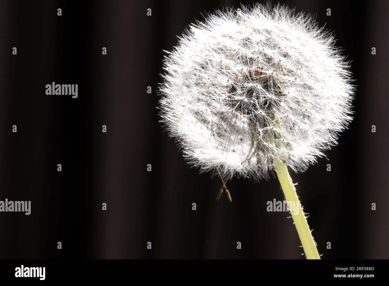 Dandelion macro background. Naturalistic background with dandelion ...