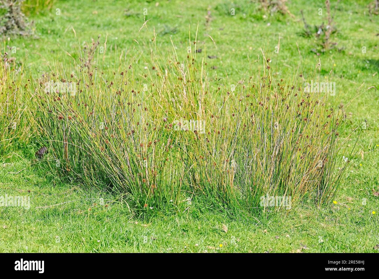 Tufted grass hi-res stock photography and images - Alamy