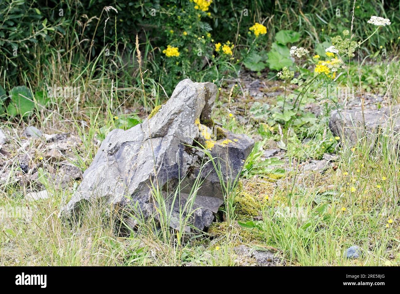 Large angular rock with moss an surounded by wild flowers and grasses ...