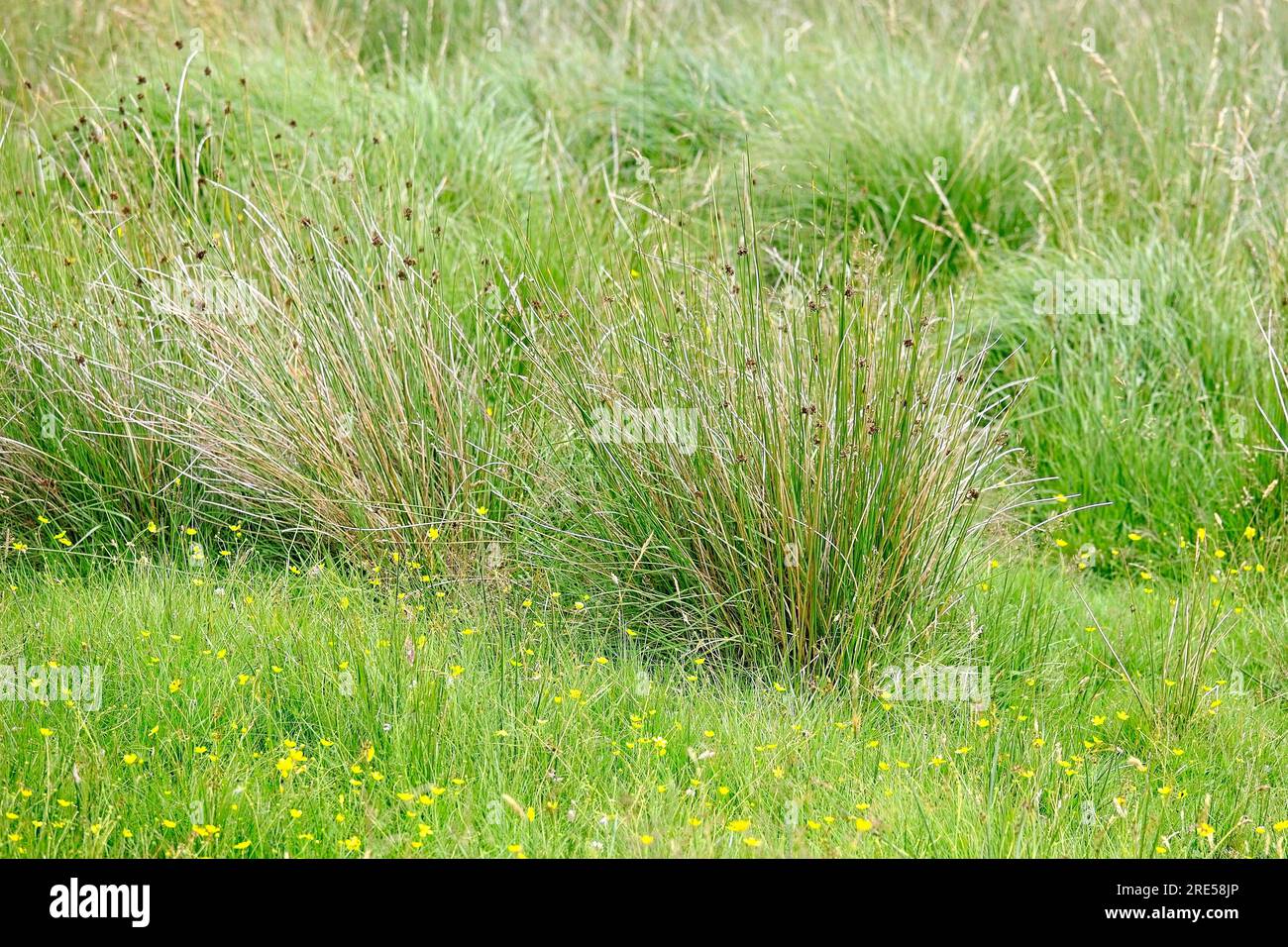 Tufted grass hi-res stock photography and images - Alamy