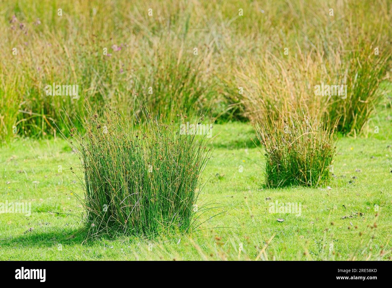 Soft rush tufted grass Juncus effusus growing in a Scottish meadow ...