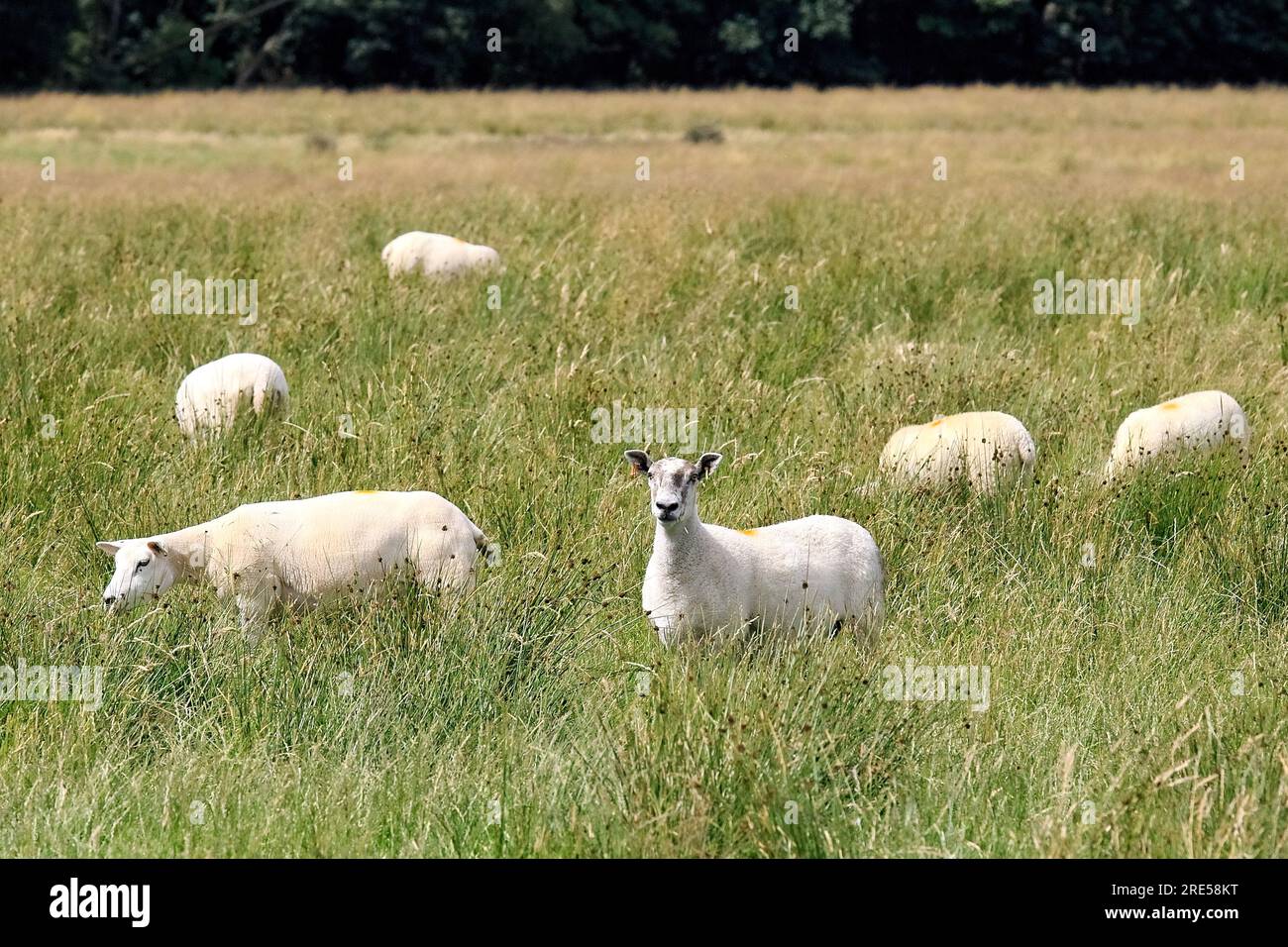 Cheviot sheep standing in a meadow looking towards camera Stock Photo ...
