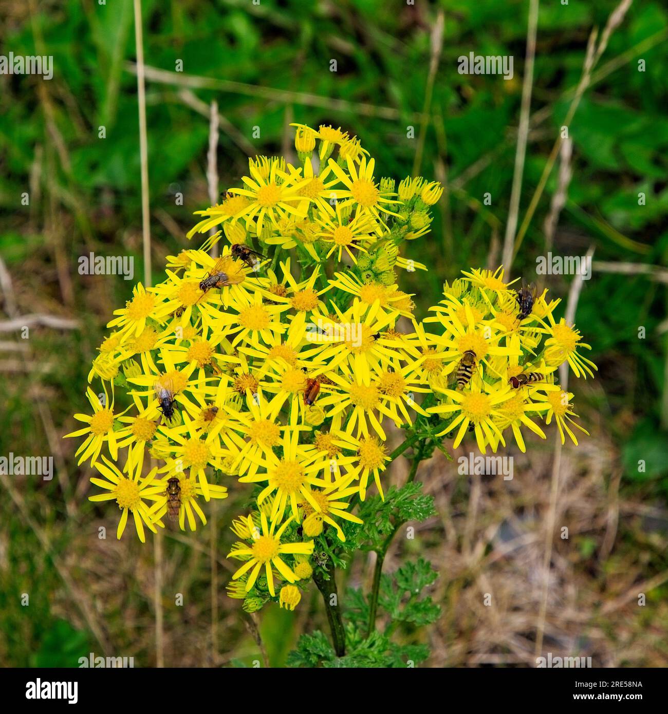 Common Ragwort flower heads covered with flies Stock Photo - Alamy