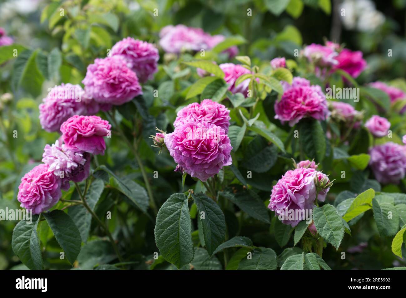 Double pink summer flowers of old rose Rosa Victor Parmentier in UK ...