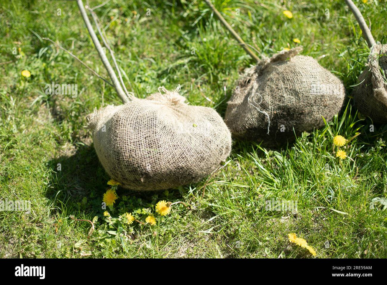 Planting trees. Seedling for park. Tree roots for planting in ground ...
