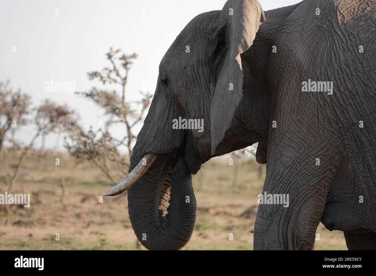 Adult African elephant (Loxodonta) in the wild, at Naboisho conservancy ...