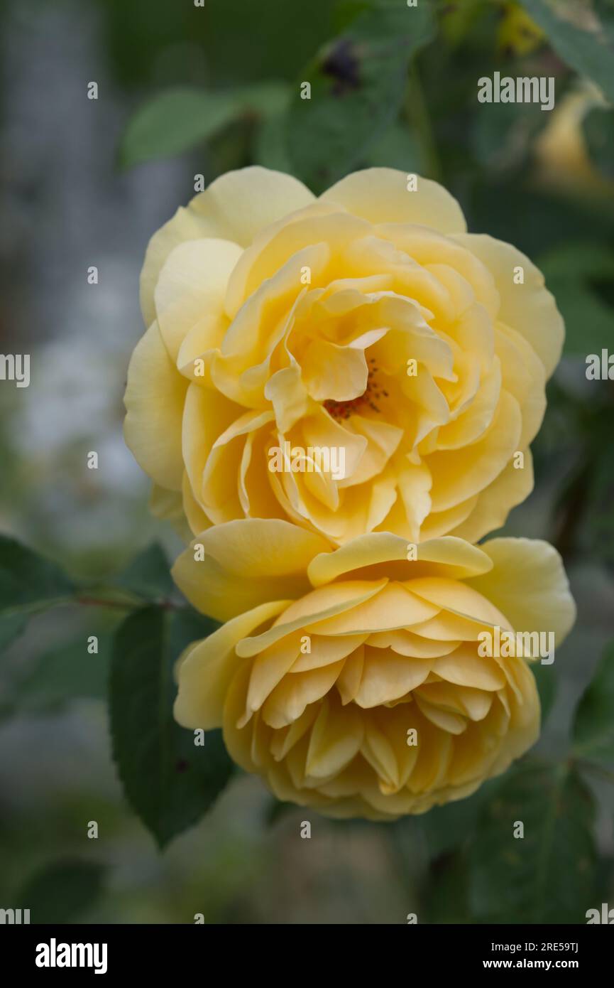 Double yellow flowers of rose Rosa Graham Thomas in UK garden June ...