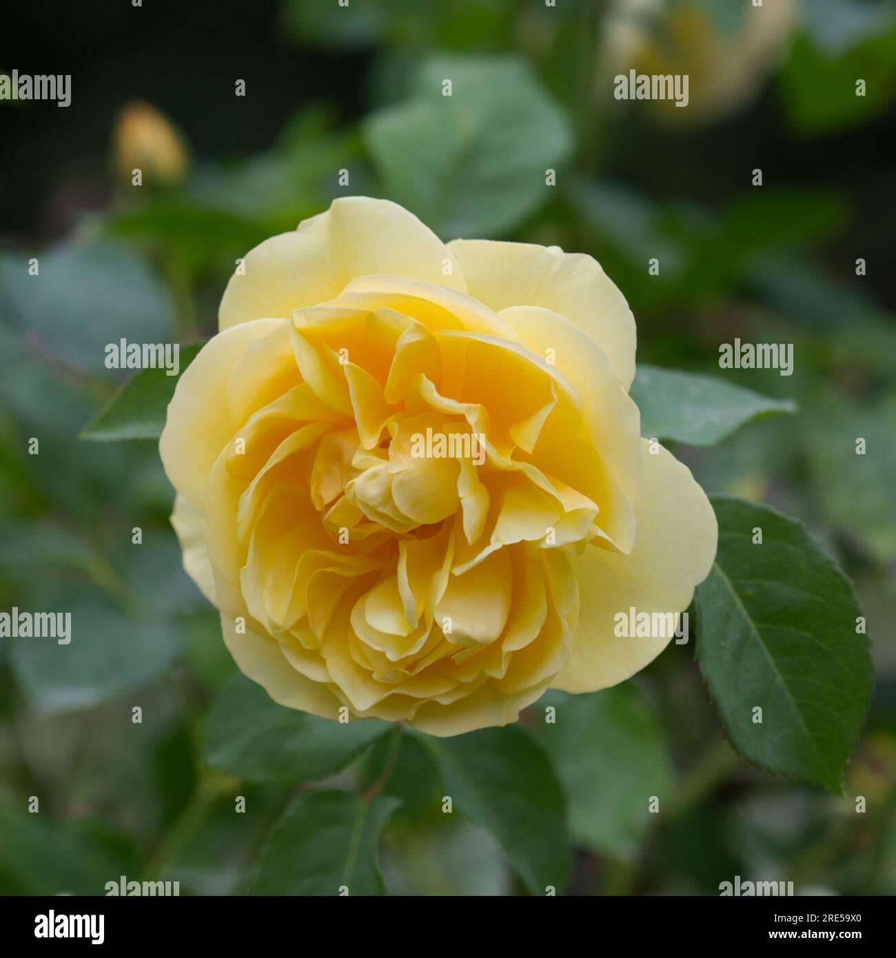 Double yellow flowers of rose Rosa Graham Thomas in UK garden June ...