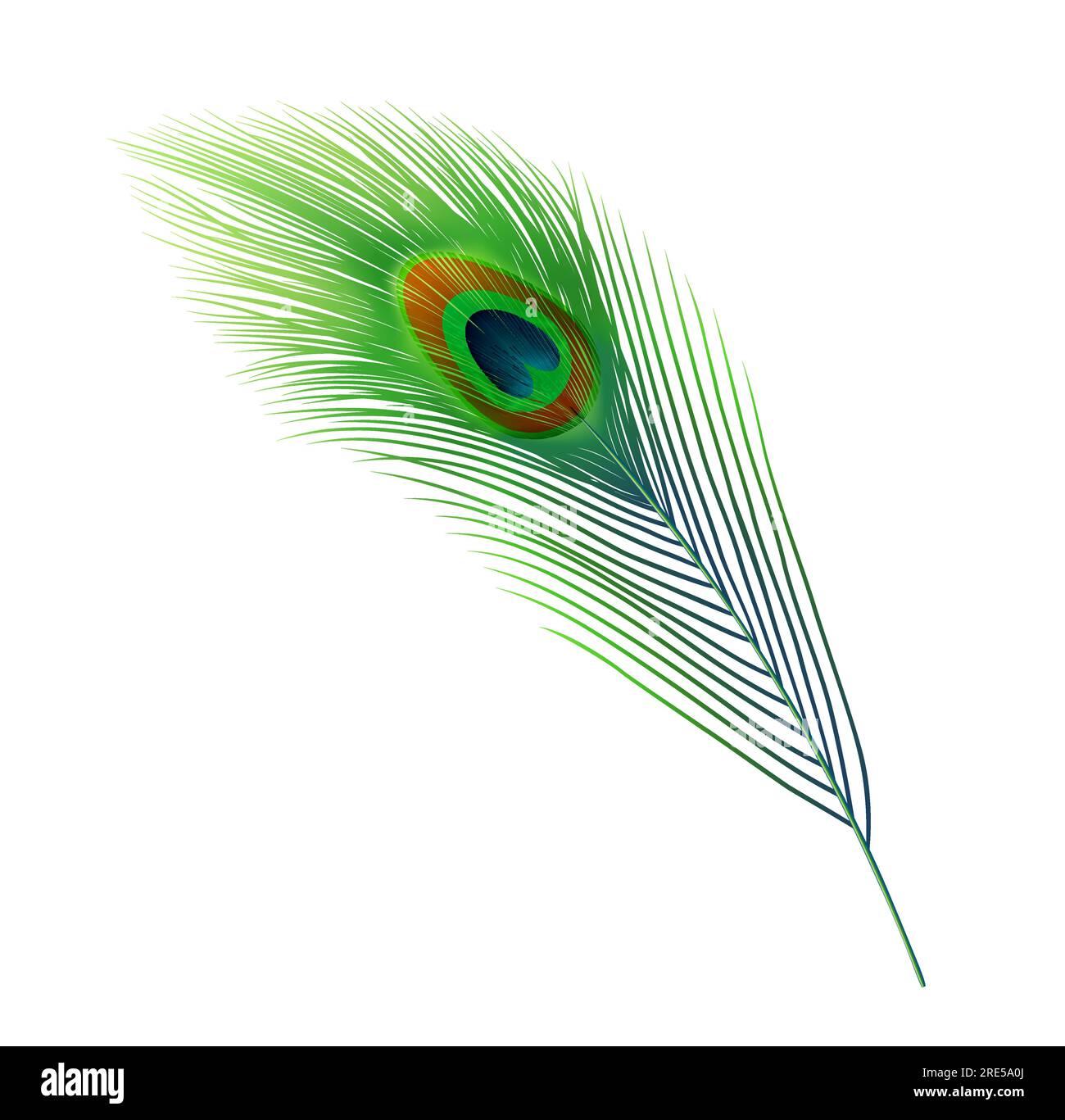 Peacock Feather Vector Design Of Green Plume Of Peafowl Bird Train Tail