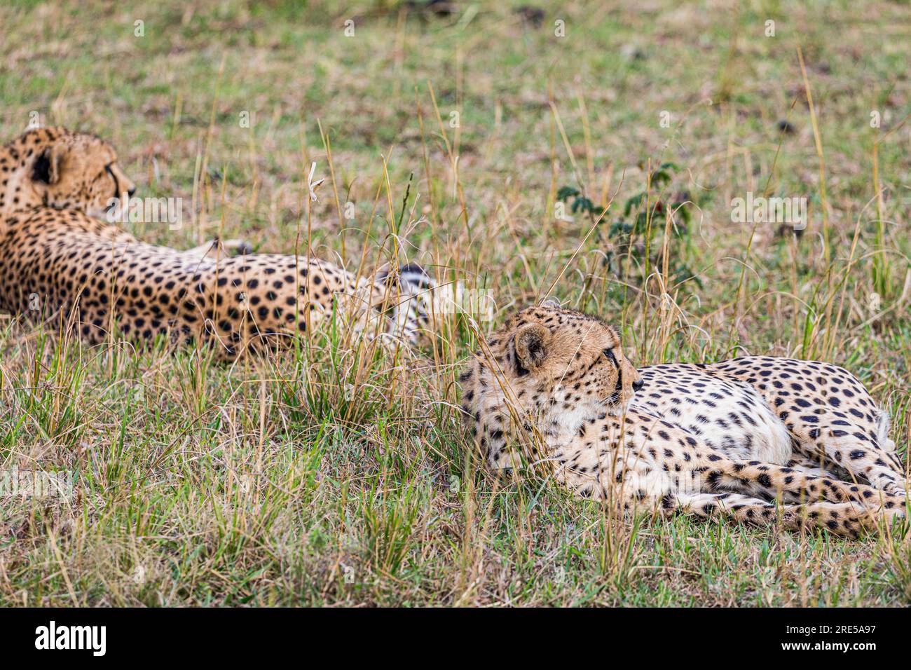 Maasai Mara National Reserve is an area of preserved savannah ...