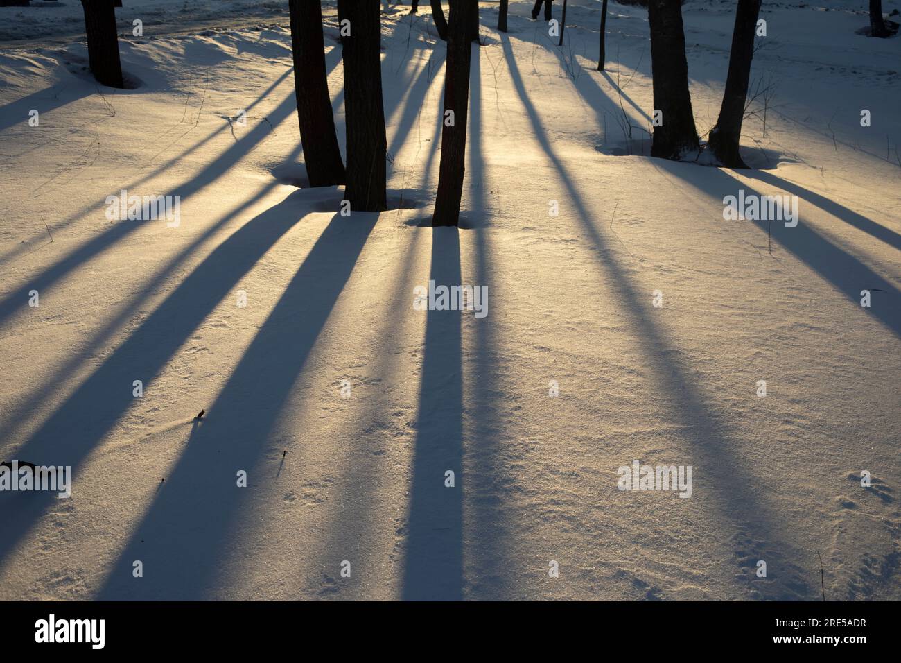 Shadow on snow. Shadows from trees in snow. Details of park in winter ...